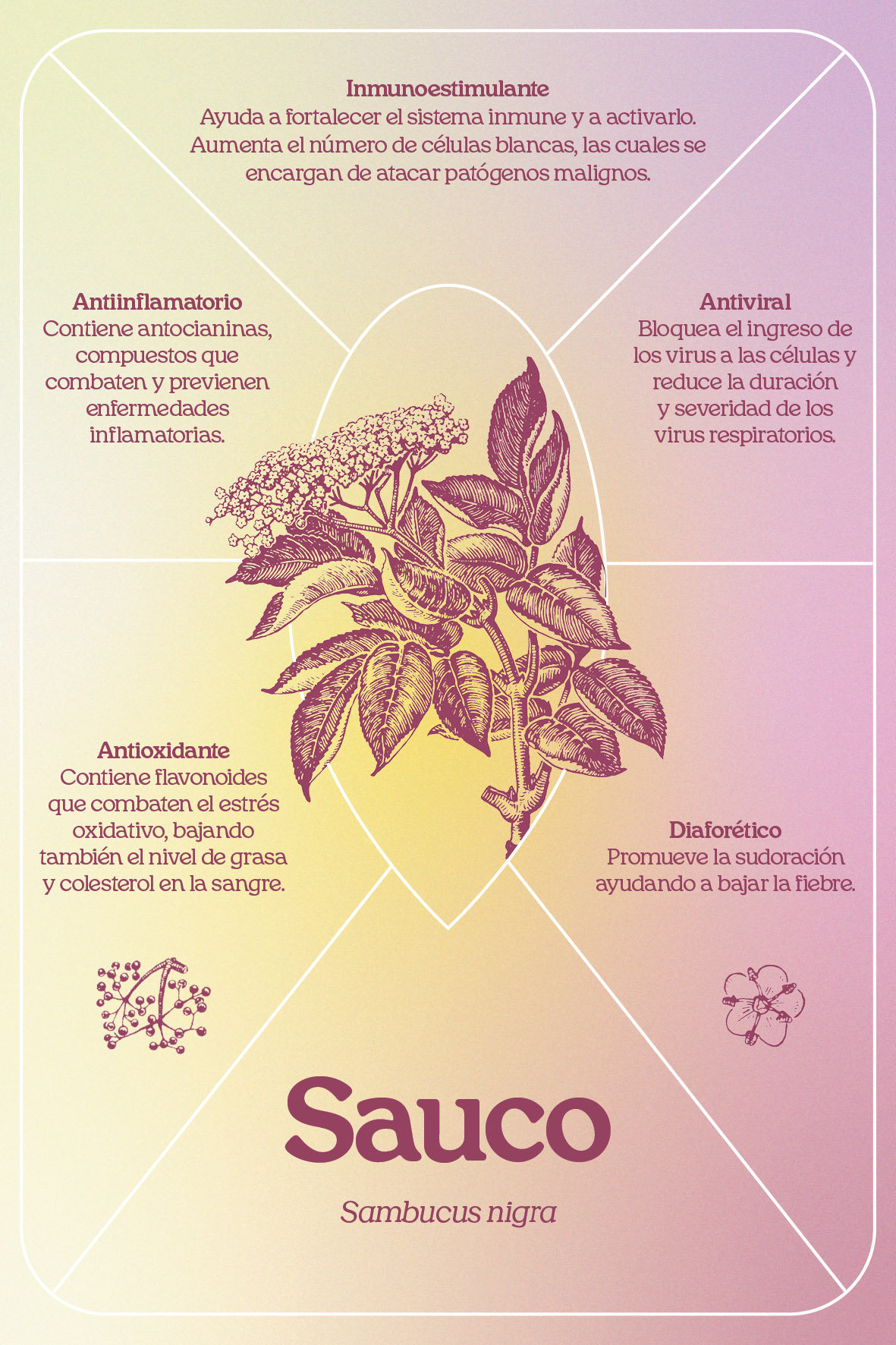 Perfil del Sauco - Flora & Espora